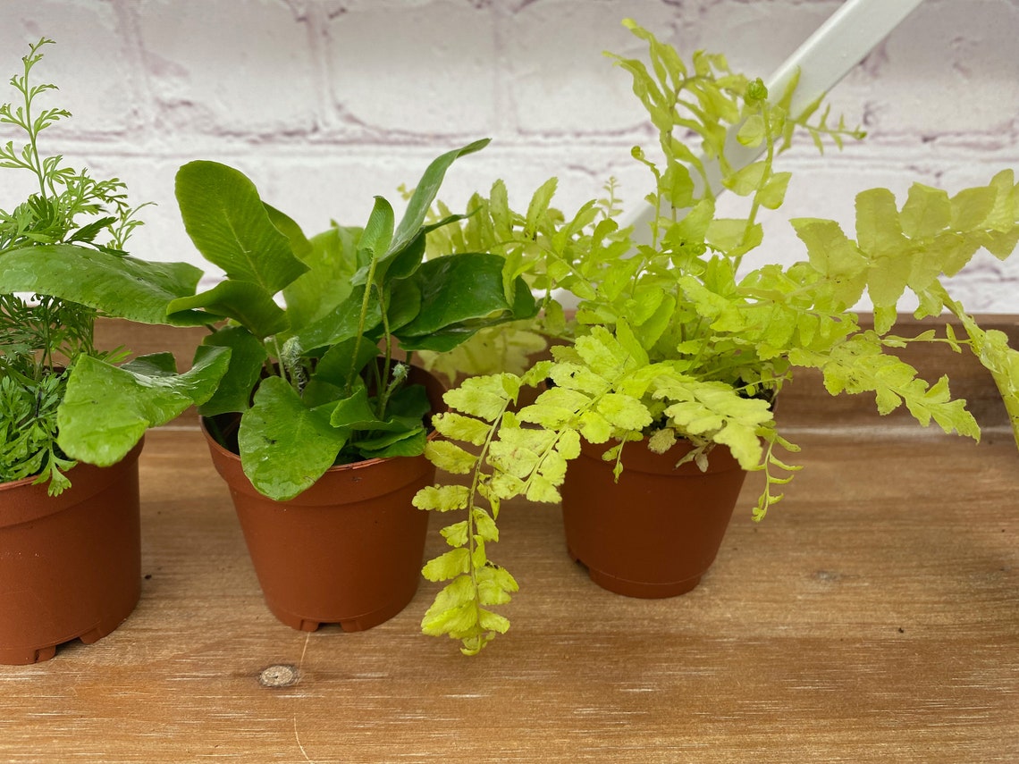 Assortment of Ferns - Etsy