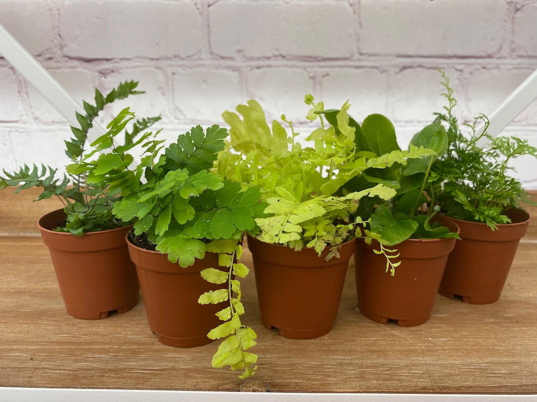 Assortment of Ferns - Etsy