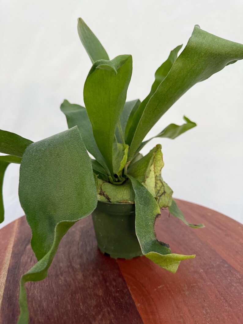 Staghorn Fern 4" Inch Pot - Etsy