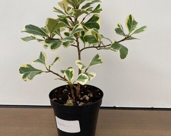 Ficus Triangularis Variegata One 6 Unrooted Cutting - Etsy