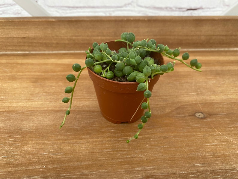 Assortment of String Plants - Etsy