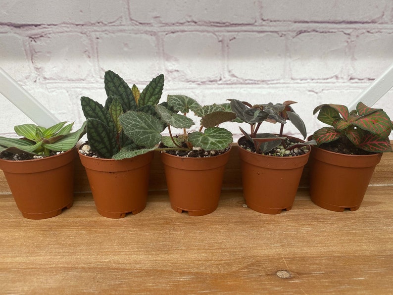 2 Inch Terrarium Plants/ Premium Foliage Mix | Etsy