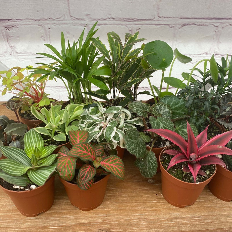 Small Terrarium Live Plant - Etsy