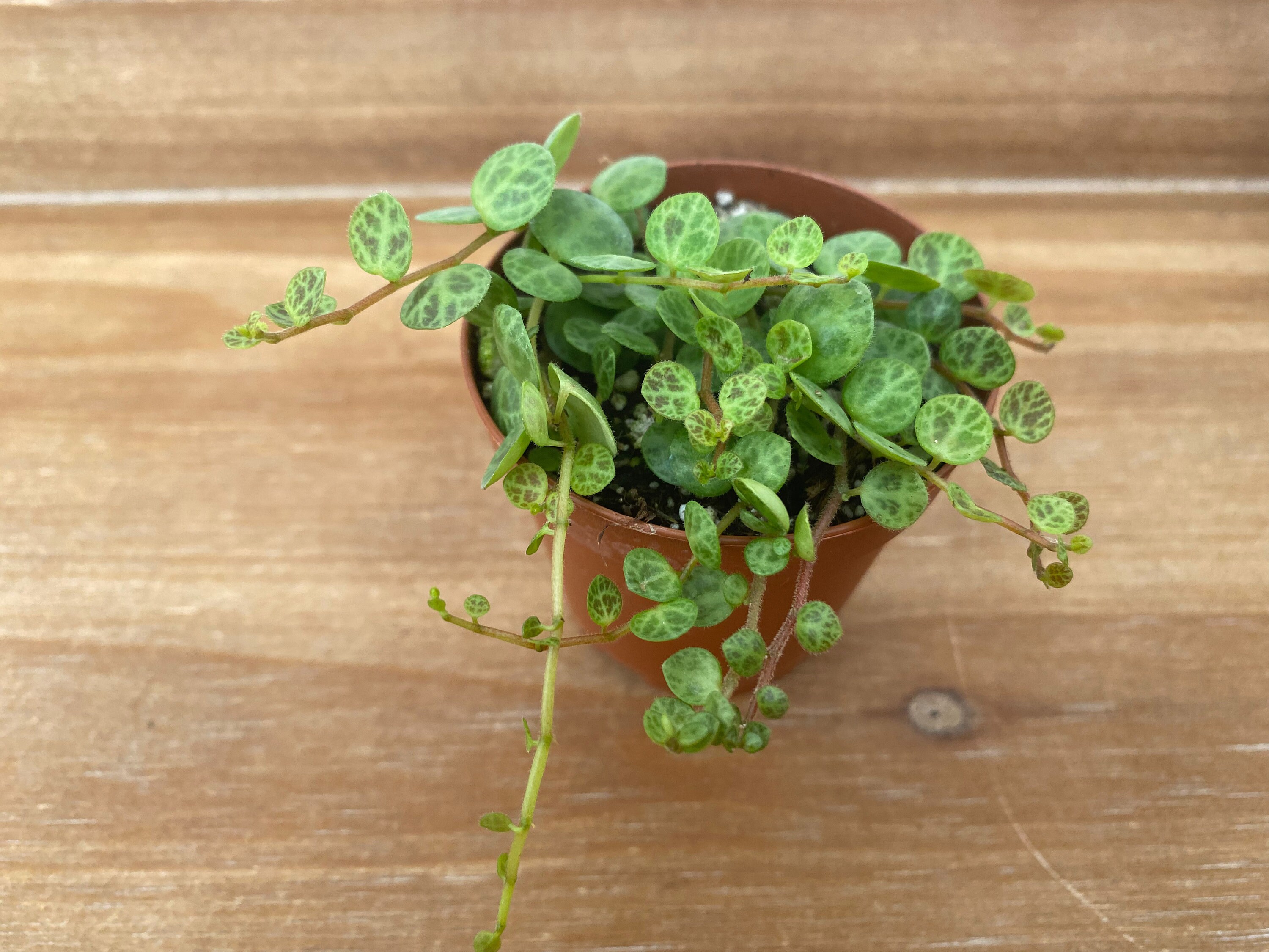 Assortment of String Plants - Etsy