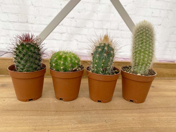 Assortment of Cactus - Etsy