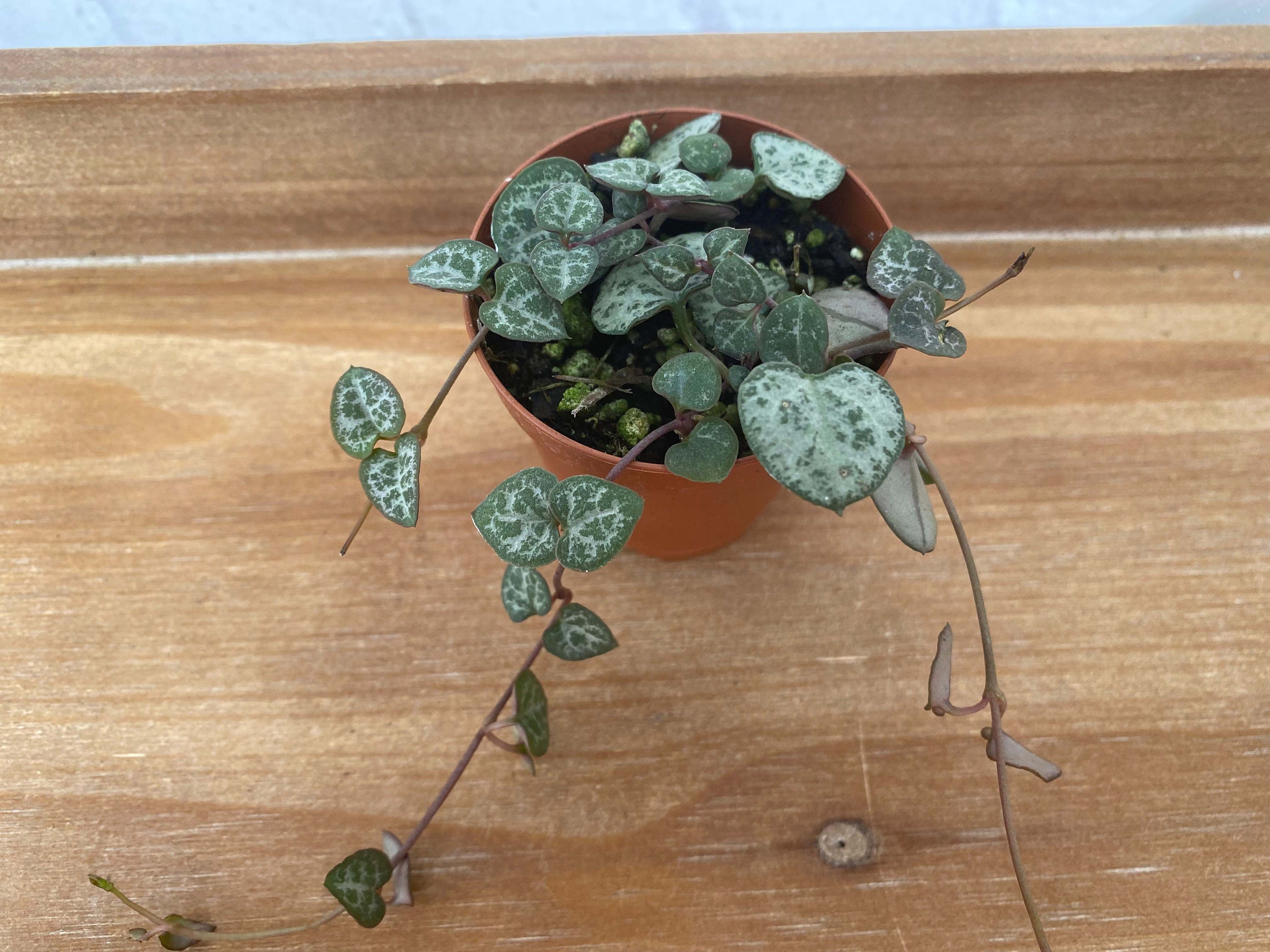 Assortment of String Plants - Etsy