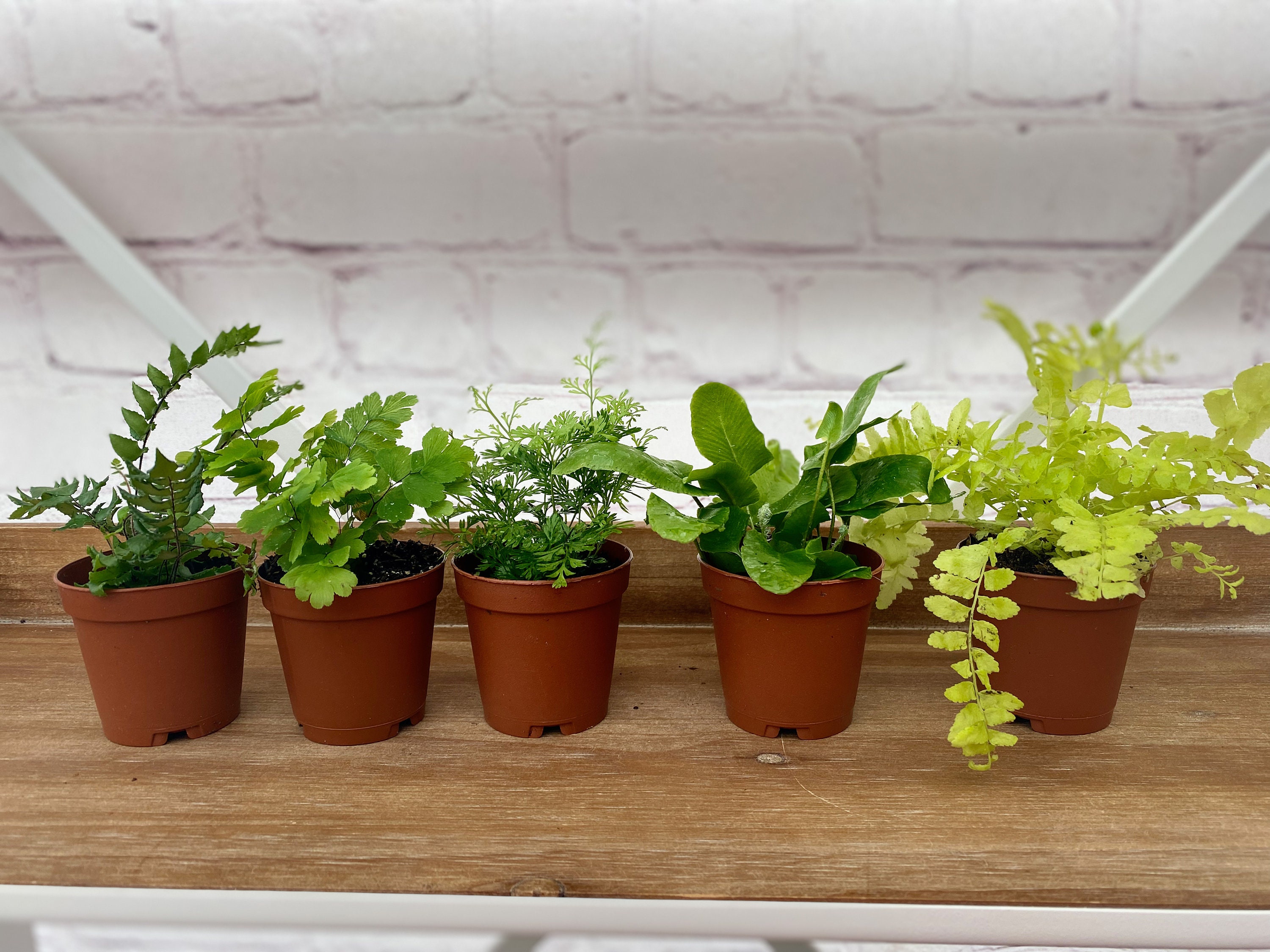 Assortment of Ferns - Etsy