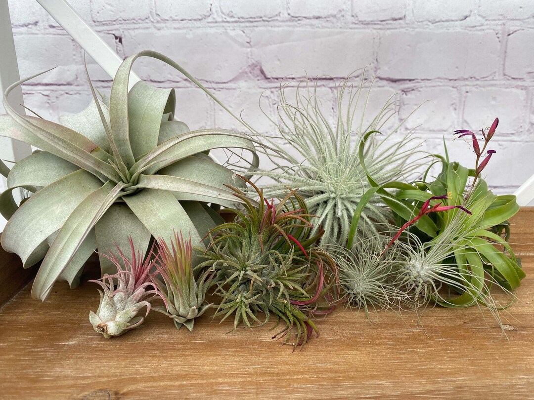 Assortment of Air Plants - Etsy