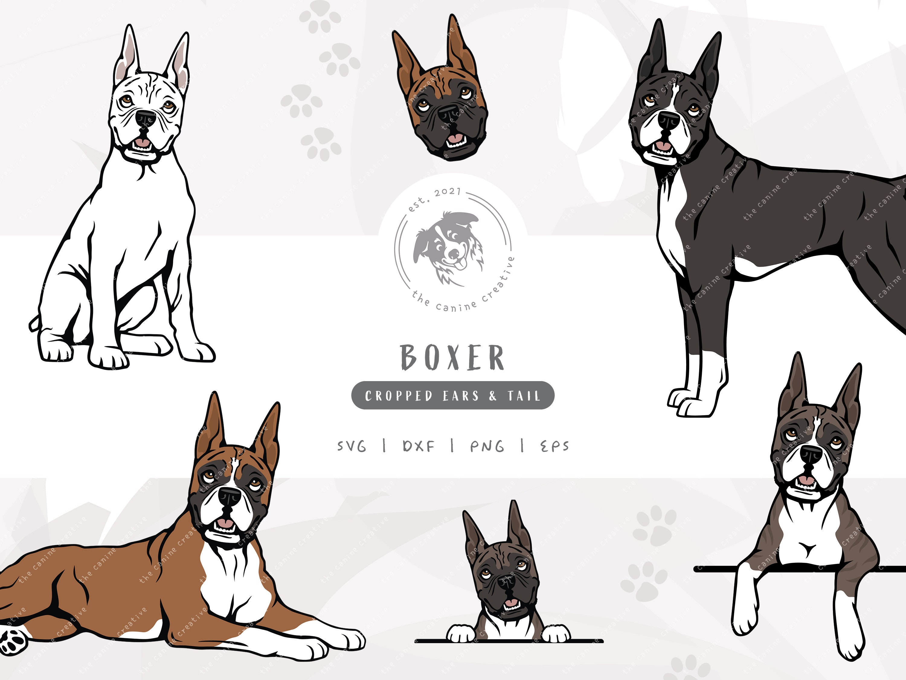 Boxer Dog Cropped Ears