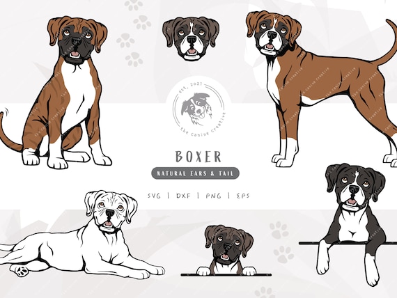 Are Boxers Tails Naturally Short