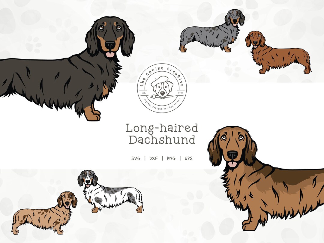 Long-haired Dachshund SVG, Standing Dog Design, Dachshunds Clipart ...