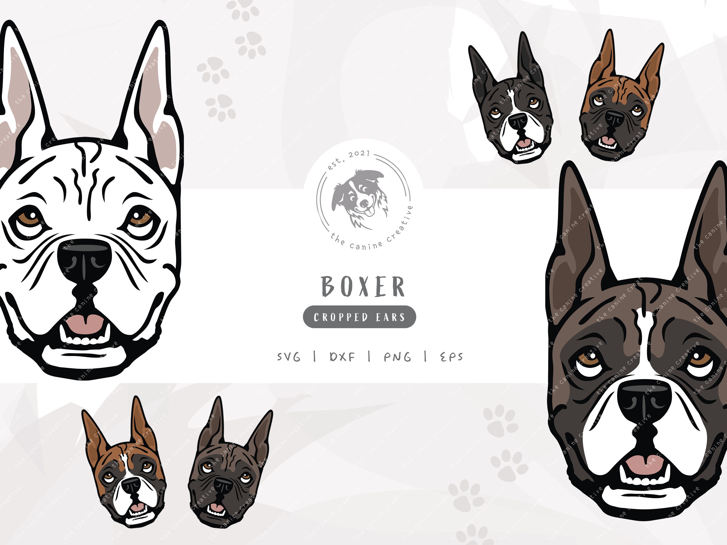 Boxer Dog Cropped Ears