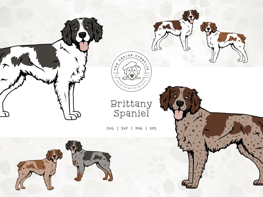 Brittany Dog SVG, Brittany Spaniel Clipart, Standing Dog PNG, Hunting ...