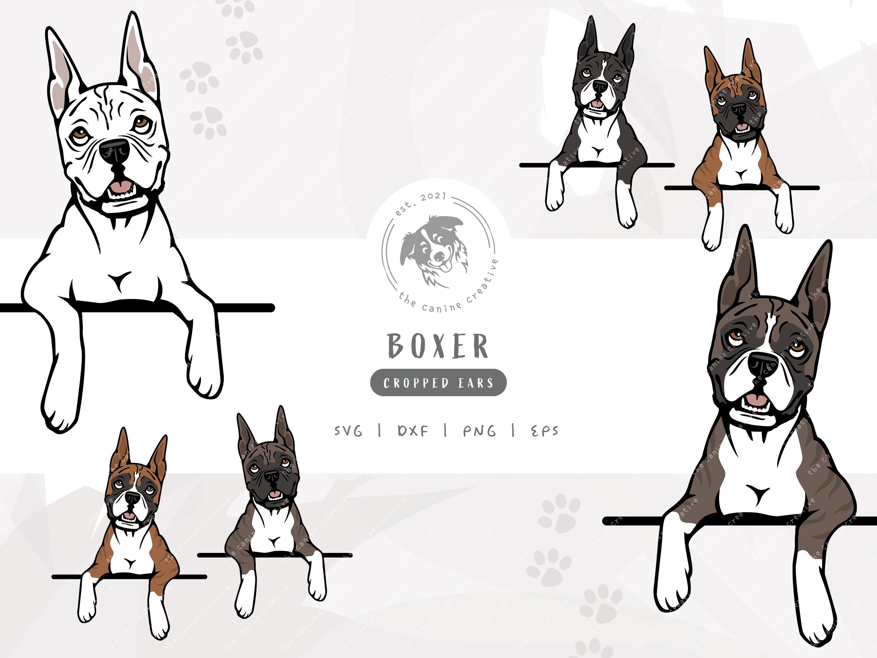 Boxer Dog Cropped Ears