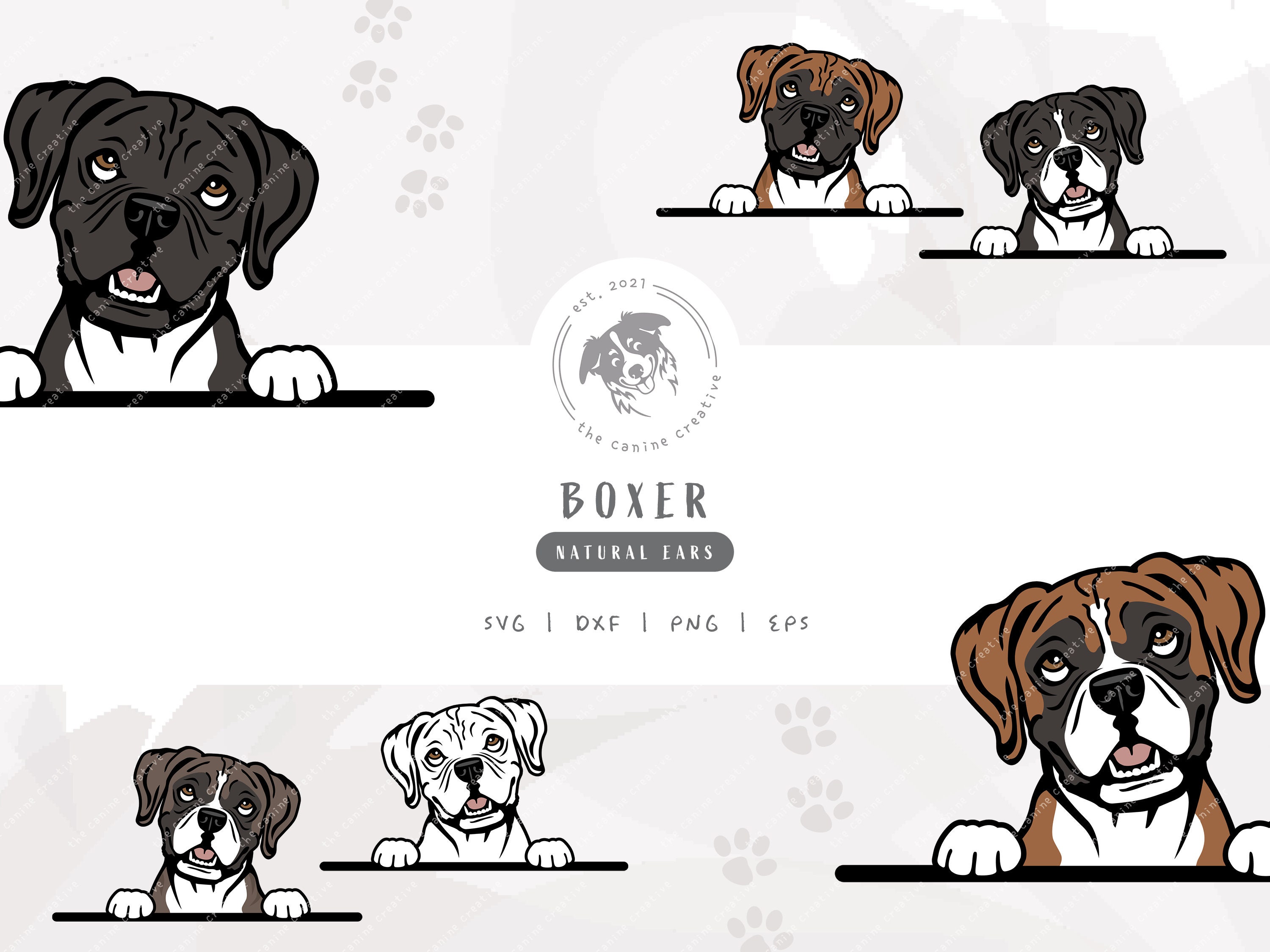 Boxer With Uncropped Ears