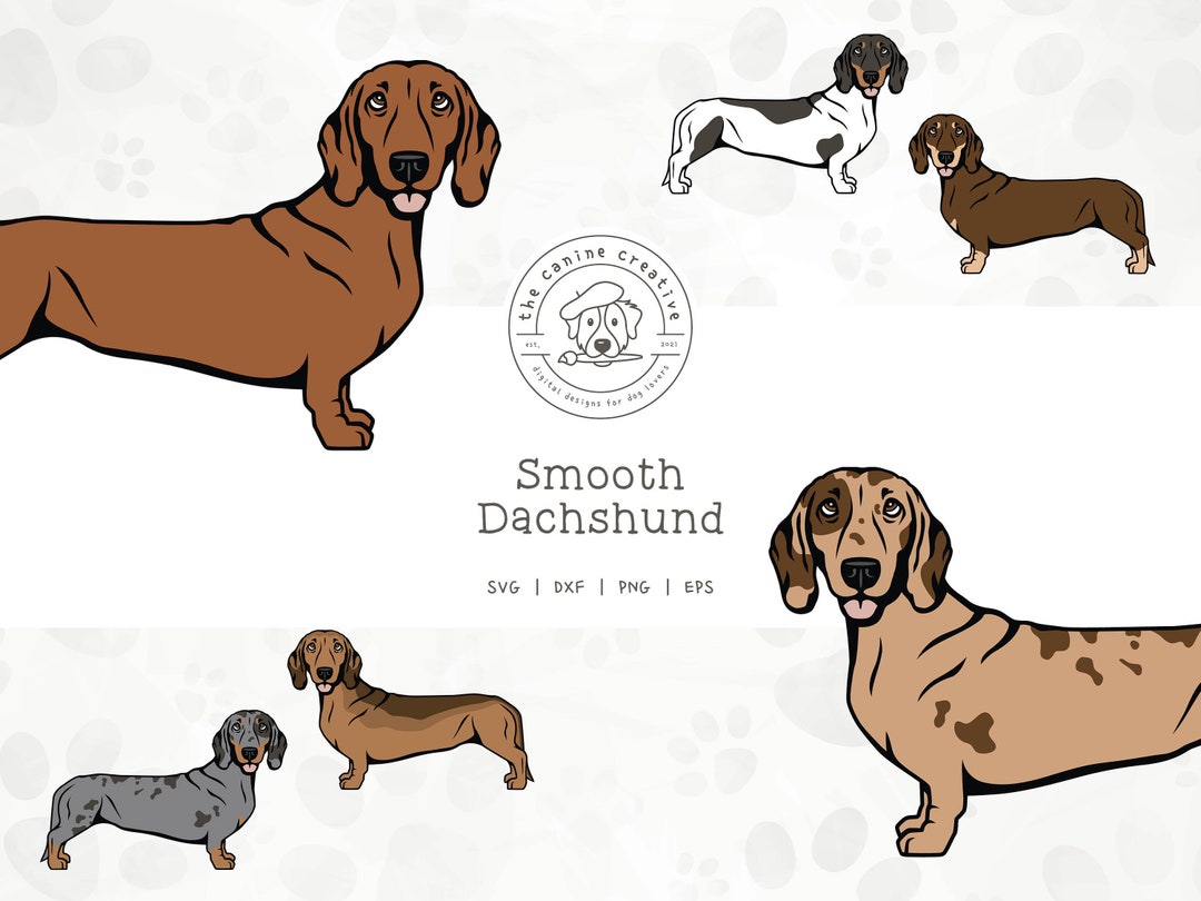 Smooth Dachshund SVG, Standing Dog Design, Dachshunds Clipart, Doxie ...