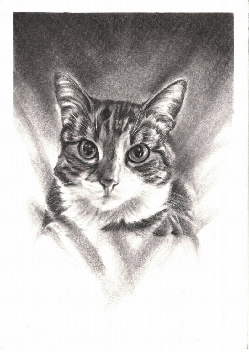 Custom Cat Portrait From Photo to Drawing Gift for Pet Pet - Etsy