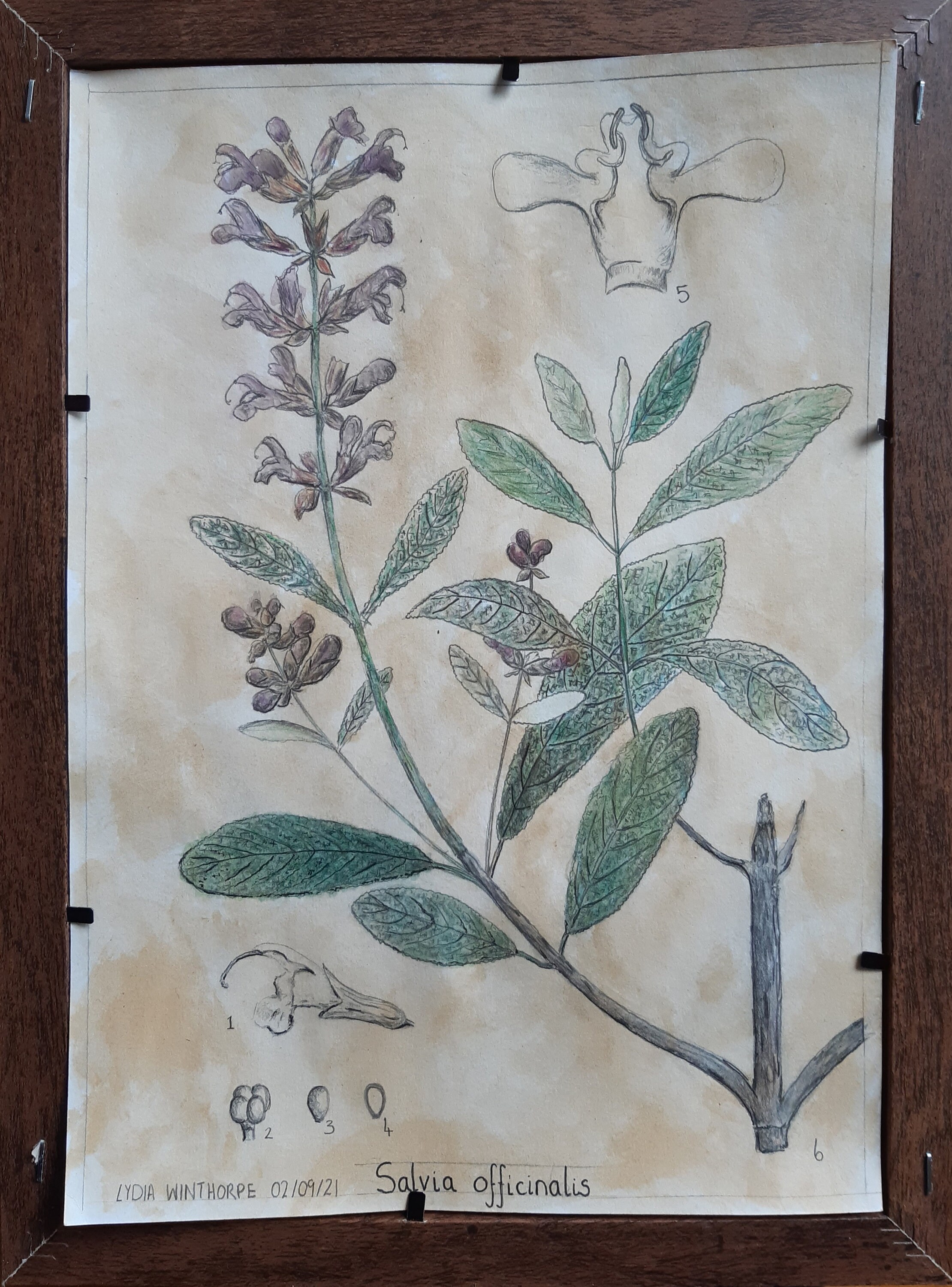 Botanical Drawing of Salvia Officinalis - Etsy