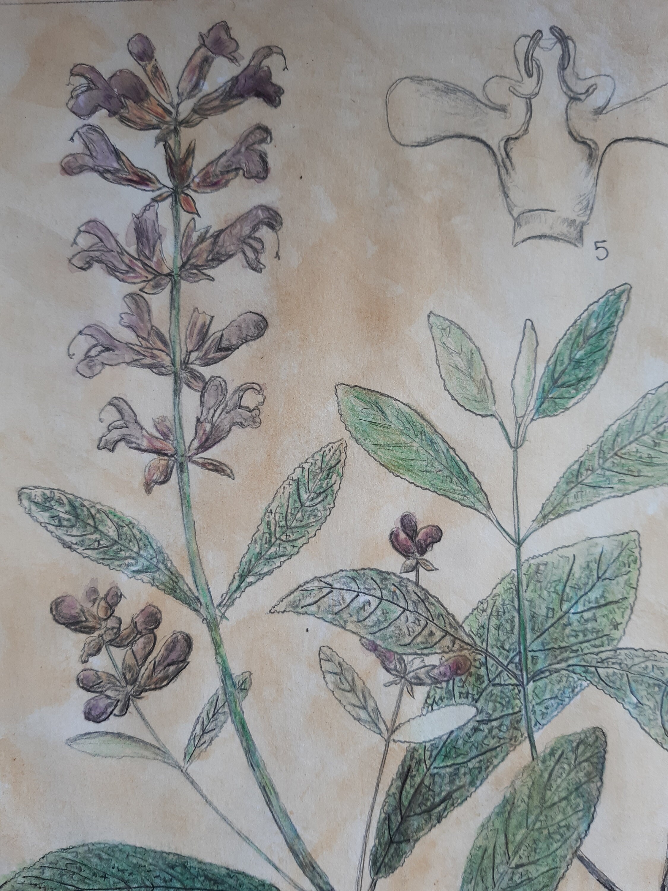Botanical Drawing of Salvia Officinalis - Etsy