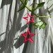 Red Stars - Etsy