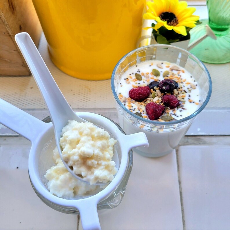 Live Organic Probiotic Milk Kefir Bulgaros Grains From CRETE, GREECE - Etsy