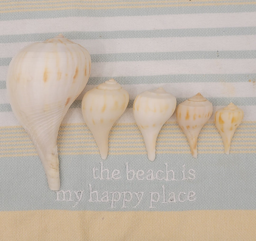 Pear Whelk Shells 5 Pc AS PICTURED in This Listing - Etsy