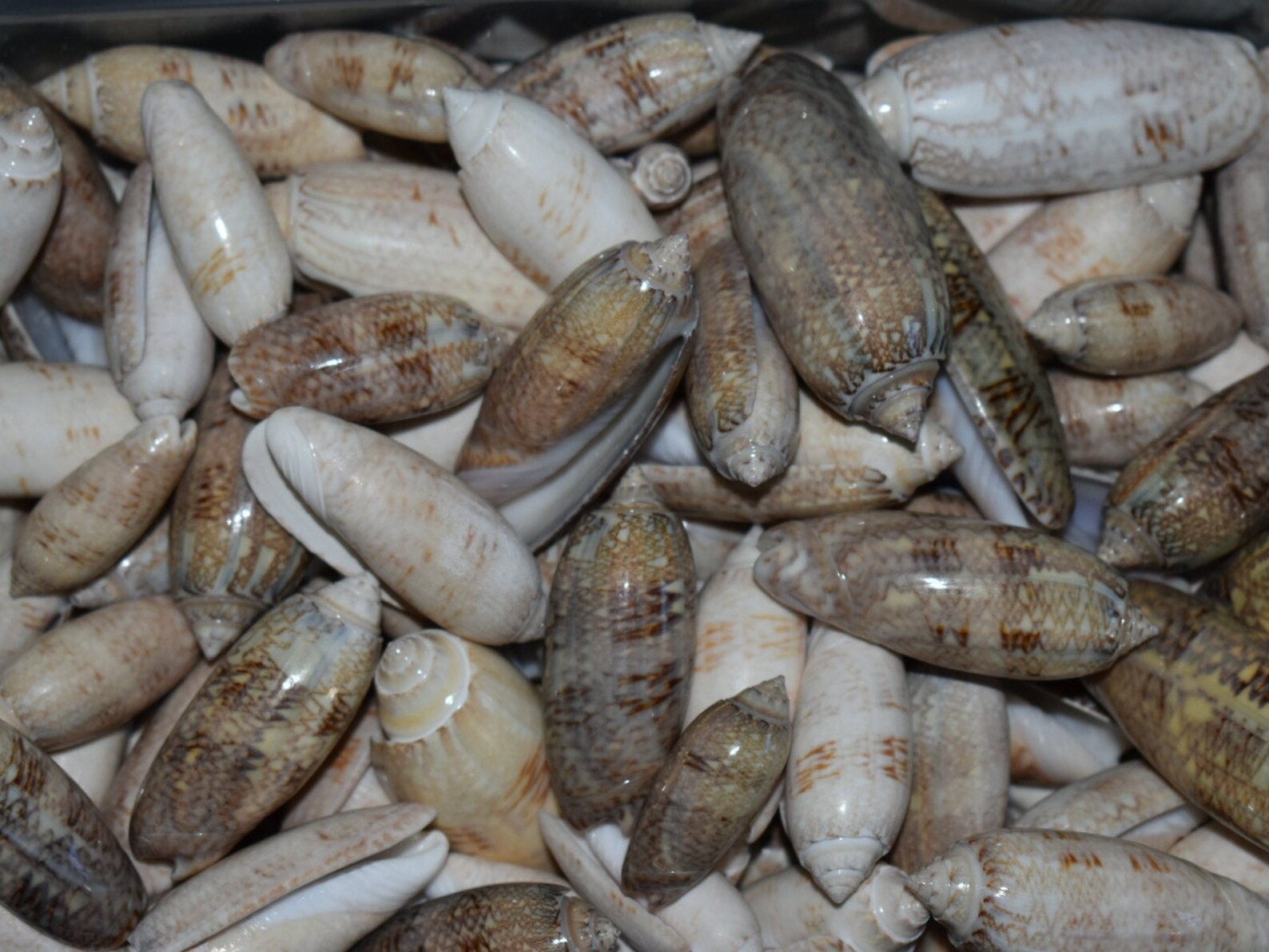 10 Beautiful Lettered Olive Shells - Etsy