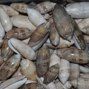 10 Beautiful Lettered Olive Shells - Etsy