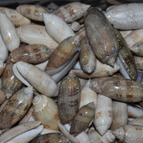 Lettered Olive - Etsy