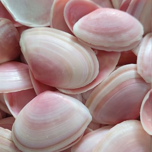 25 Beautiful Pink Rose Petal Tellin Shells | Etsy