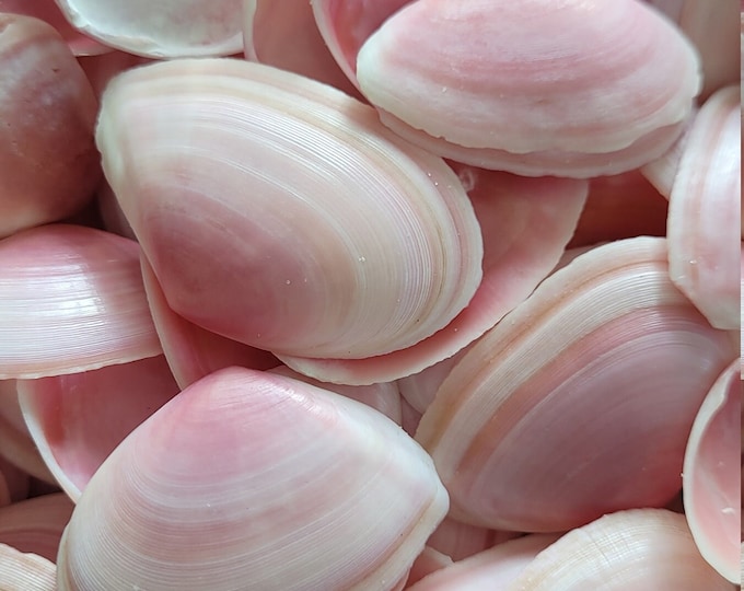 25 Beautiful Pink Rose Petal Tellin Shells - Etsy