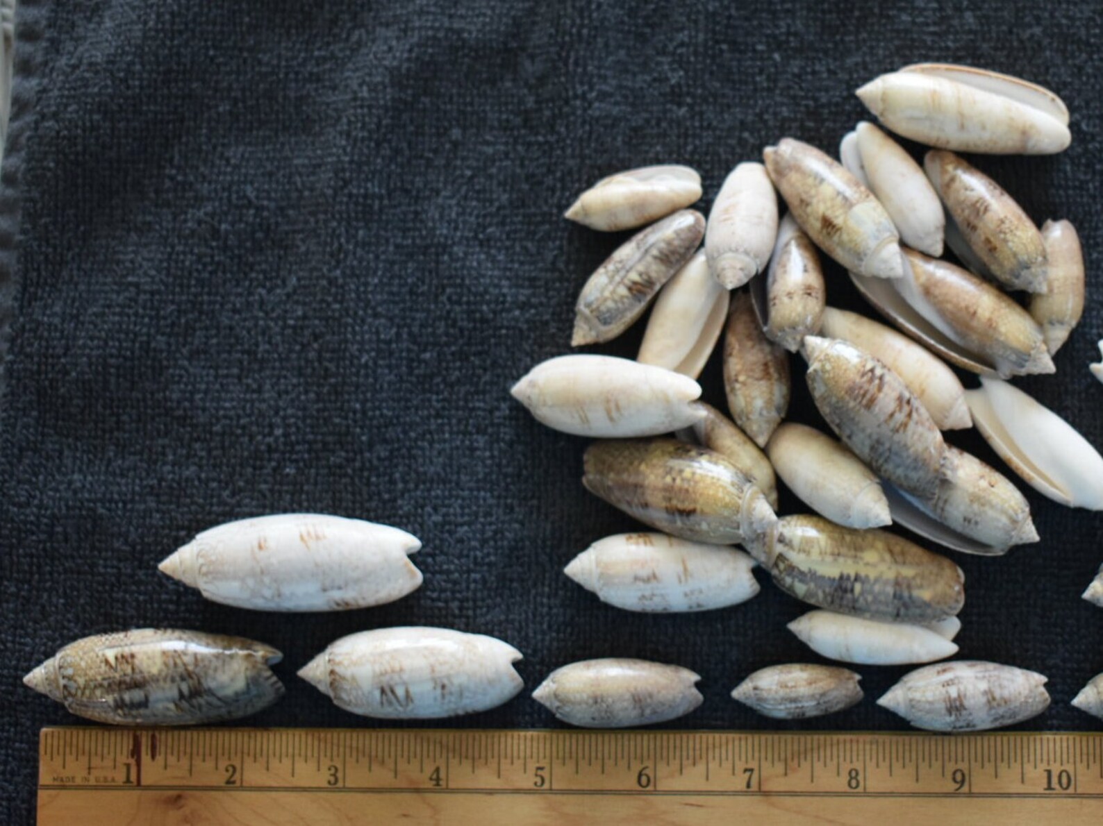 10 Beautiful Lettered Olive Shells - Etsy