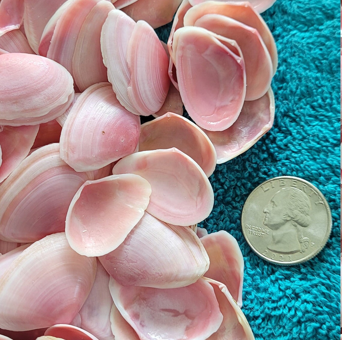 25 Beautiful Pink Rose Petal Tellin Shells | Etsy
