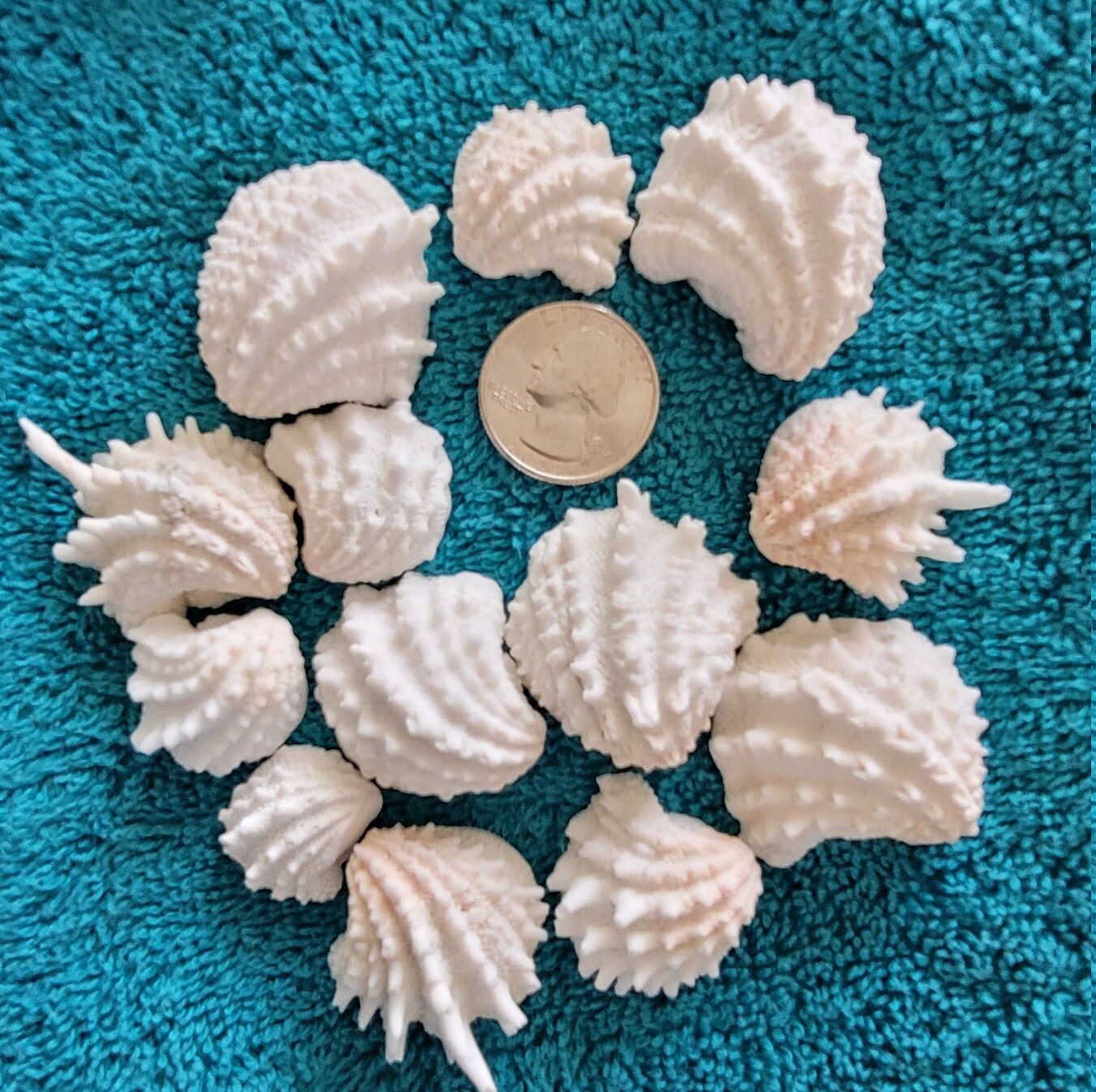 25 Florida Spiny Jewel Box Shell - Etsy