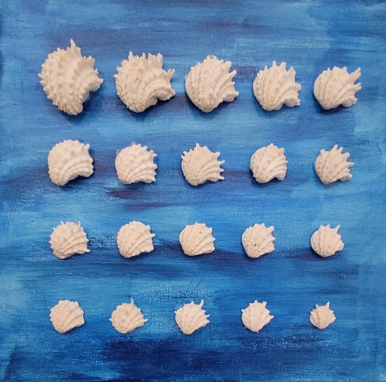 25 Florida Spiny Jewel Box Shell - Etsy