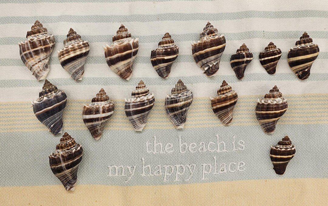 Florida King Crown Conch Shells - Etsy