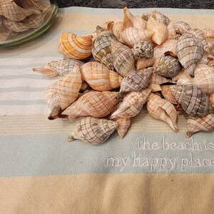 Stunning Banded Tulip Shells (10 Pc) - Etsy