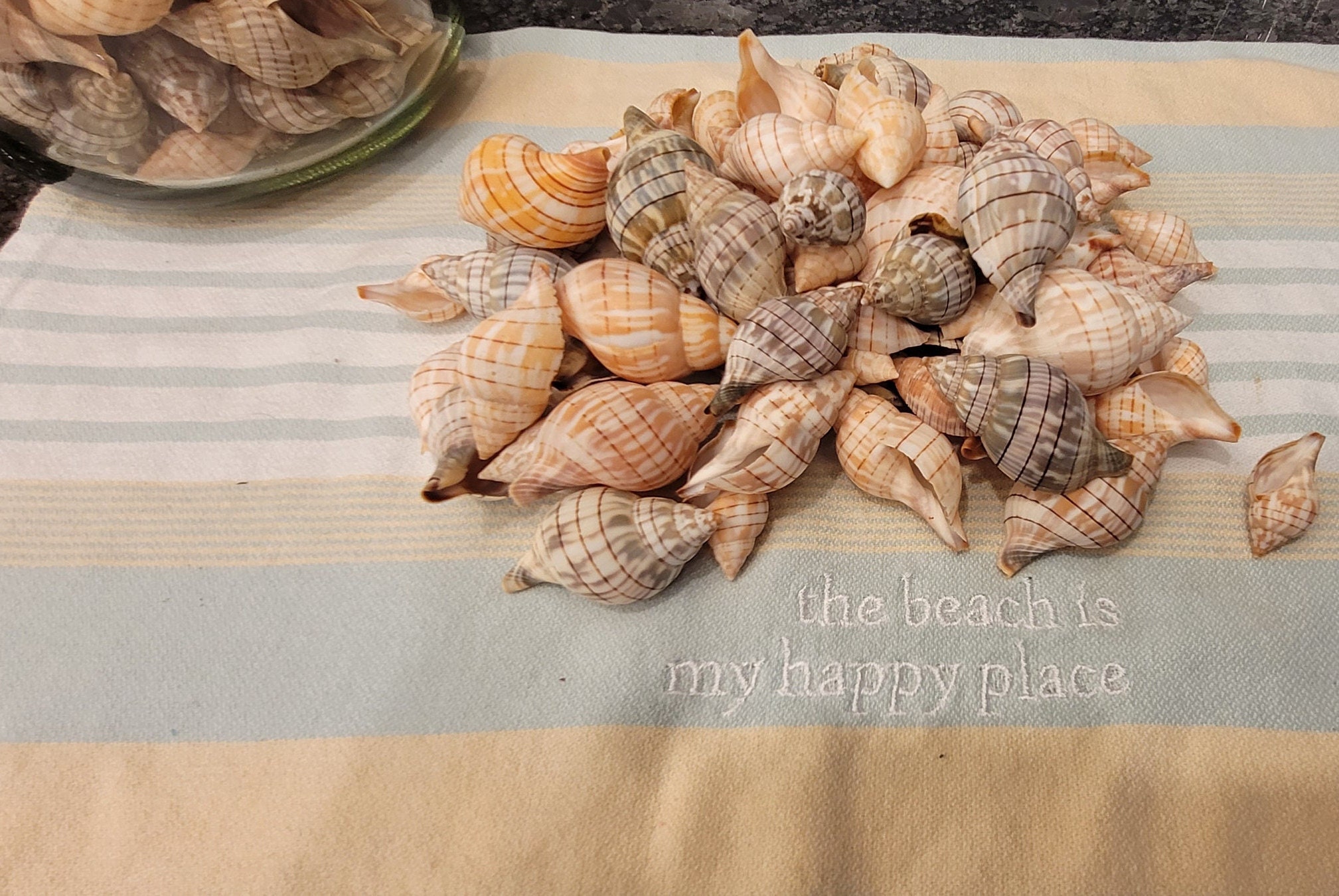 Stunning Banded Tulip Shells (10 Pc) - Etsy