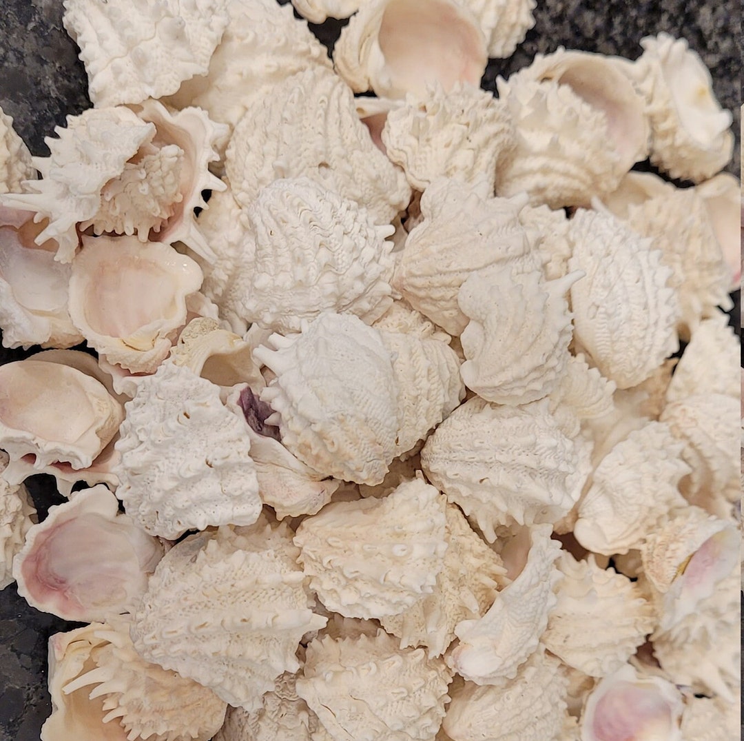 25 Florida Spiny Jewel Box Shell - Etsy