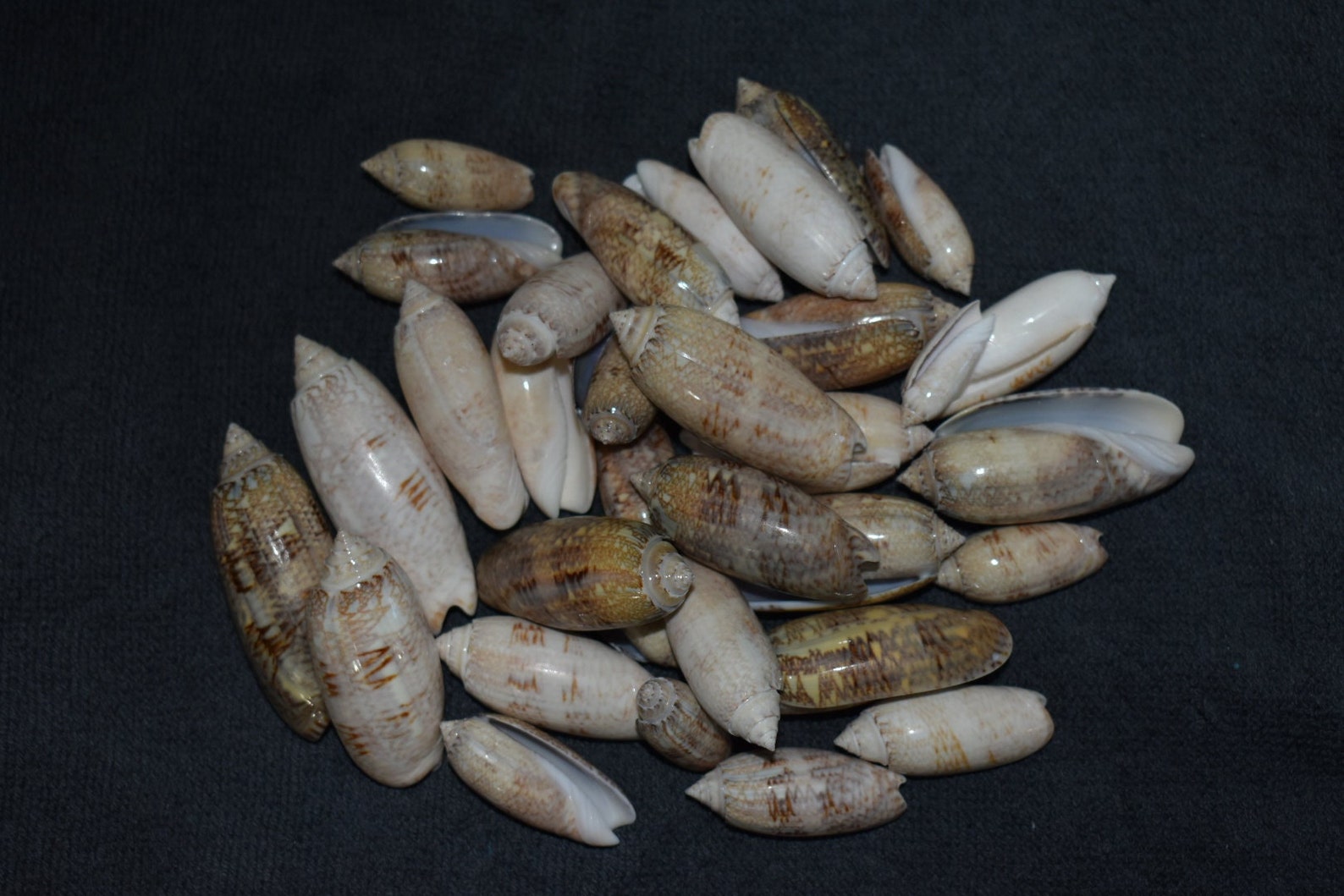 10 Beautiful Lettered Olive Shells | Etsy