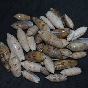 10 Beautiful Lettered Olive Shells - Etsy