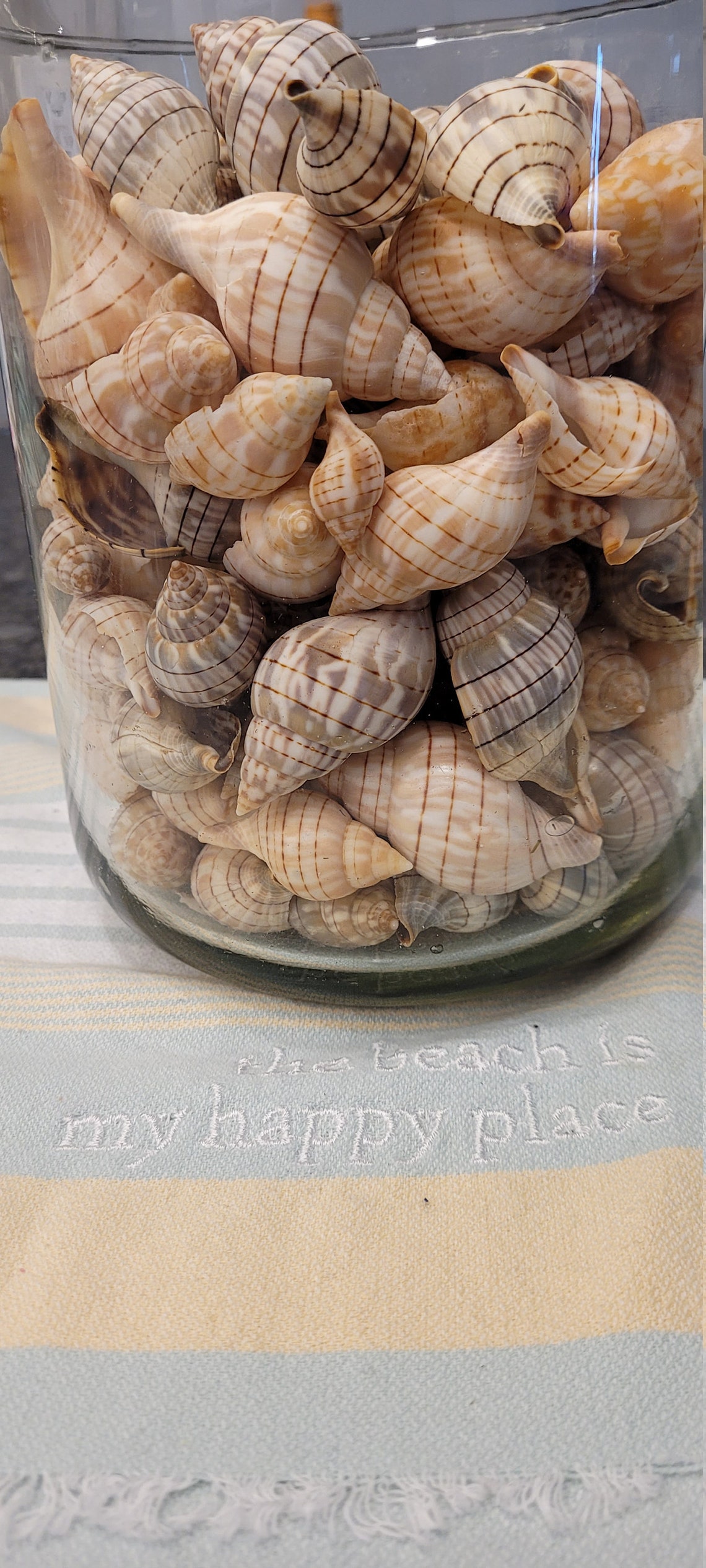 Stunning Banded Tulip Shells (10 Pc) - Etsy
