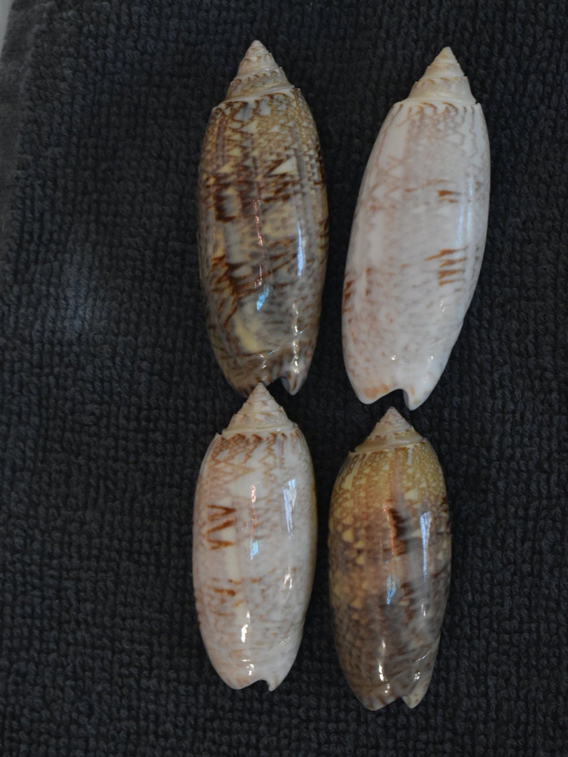 10 Beautiful Lettered Olive Shells - Etsy