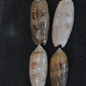 10 Beautiful Lettered Olive Shells - Etsy