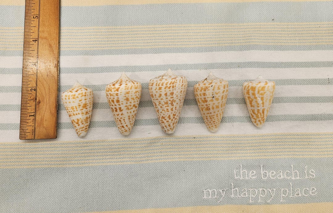 5 Alphabet Cone Shells - Etsy