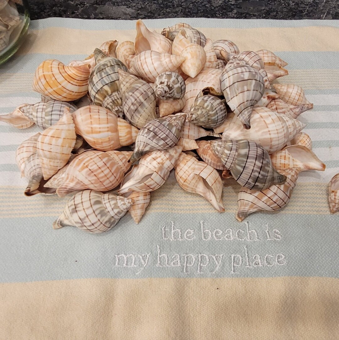 Stunning Banded Tulip Shells (10 Pc) - Etsy