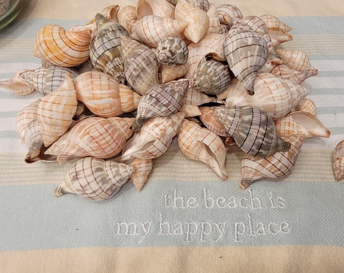 Stunning Banded Tulip Shells (10 Pc) - Etsy