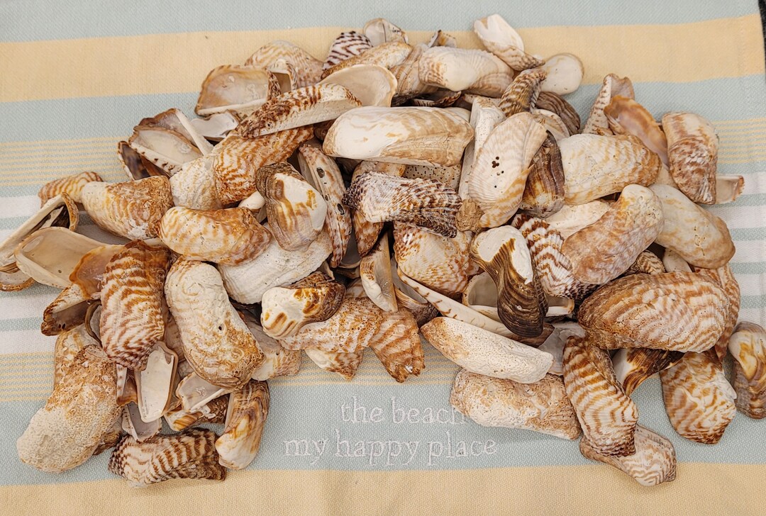 8 Turkey Wings (zebra Arks) and Mossy Arks - Etsy
