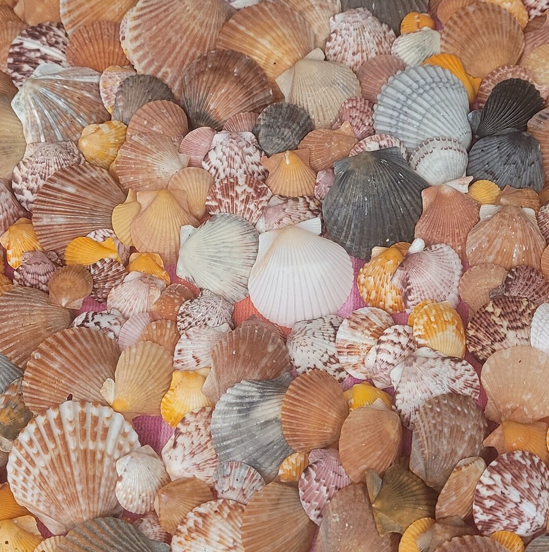 50 Beautiful Calico Scallop Shells - Etsy