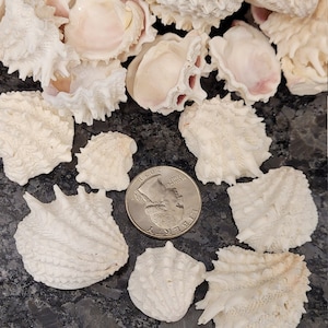 25 Florida Spiny Jewel Box Shell - Etsy